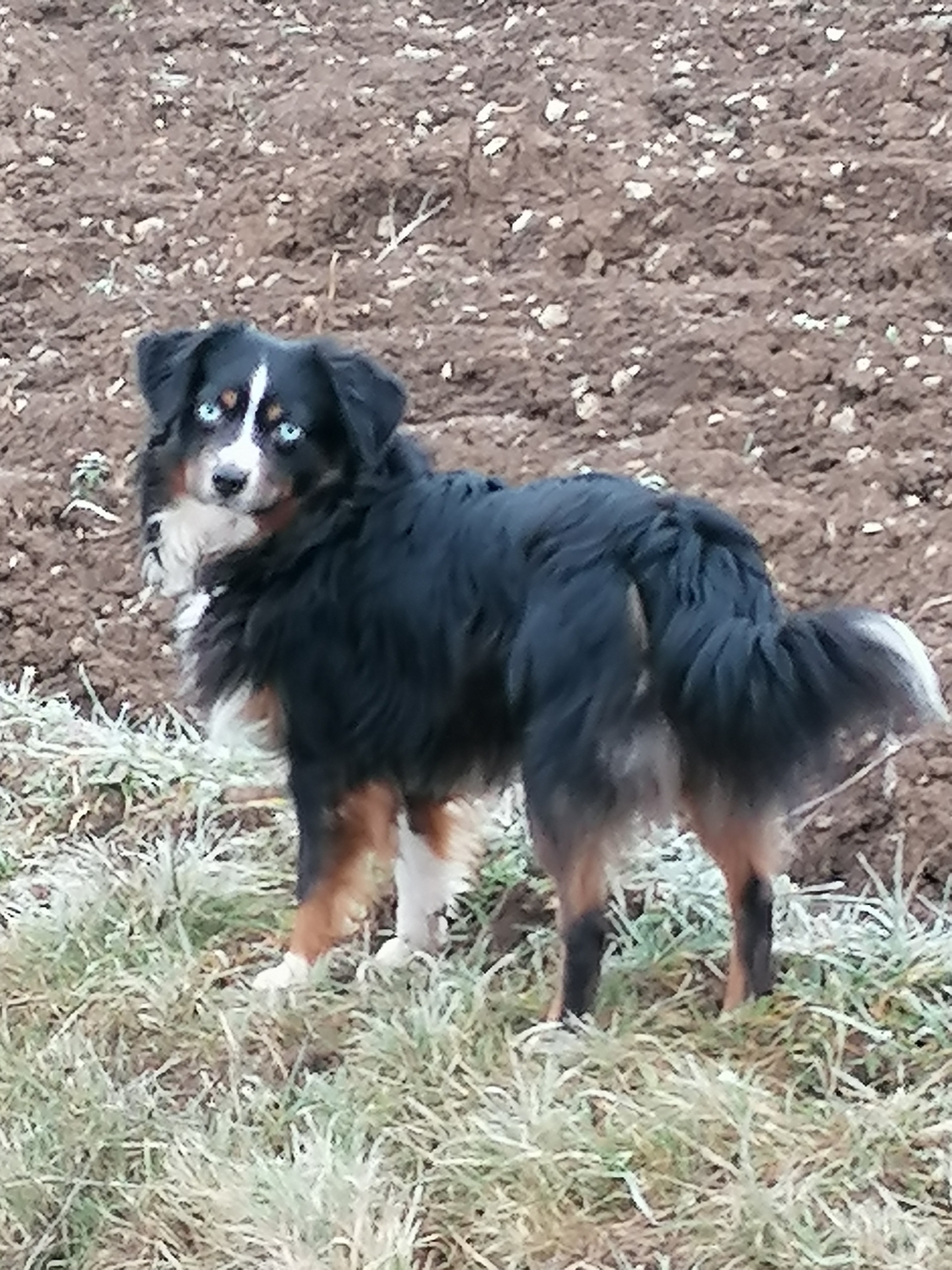 Mini Australian Shepherd - Australian Shepherd Zucht